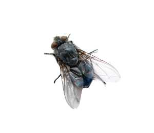 Vliegende Insecten | ZUNGO Pest Control B.V.