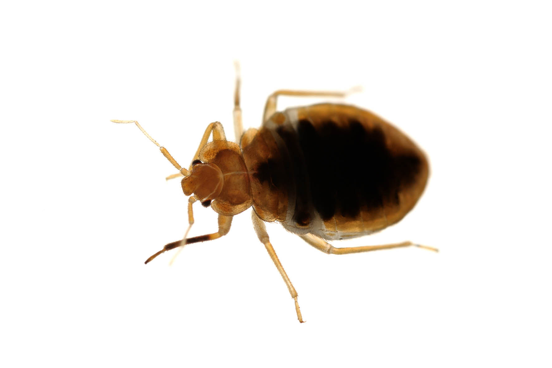 Wat is plaagdierbeheersing | ZUNGO Pest Control B.V.