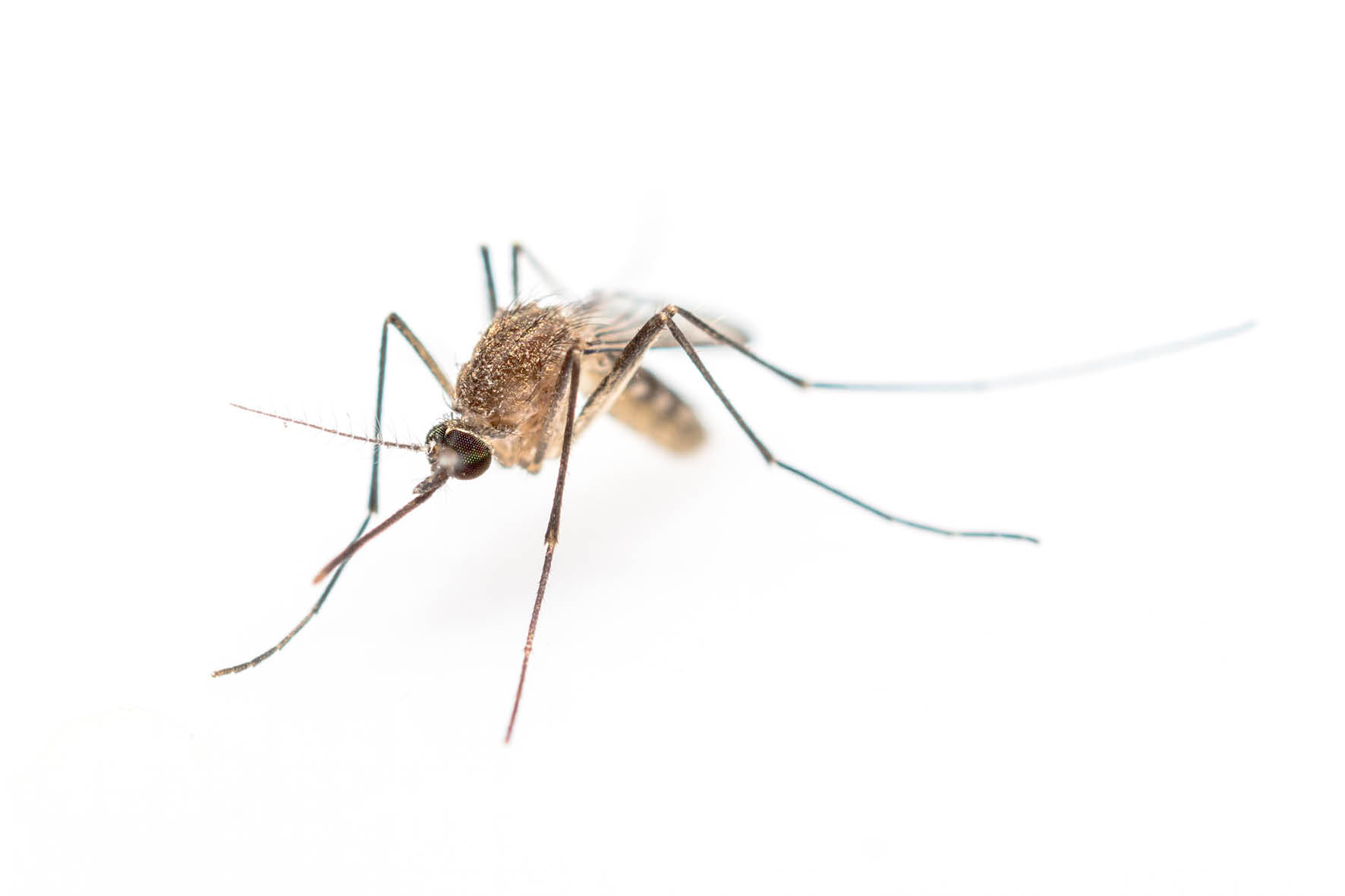Wat is plaagdierbeheersing | ZUNGO Pest Control B.V.