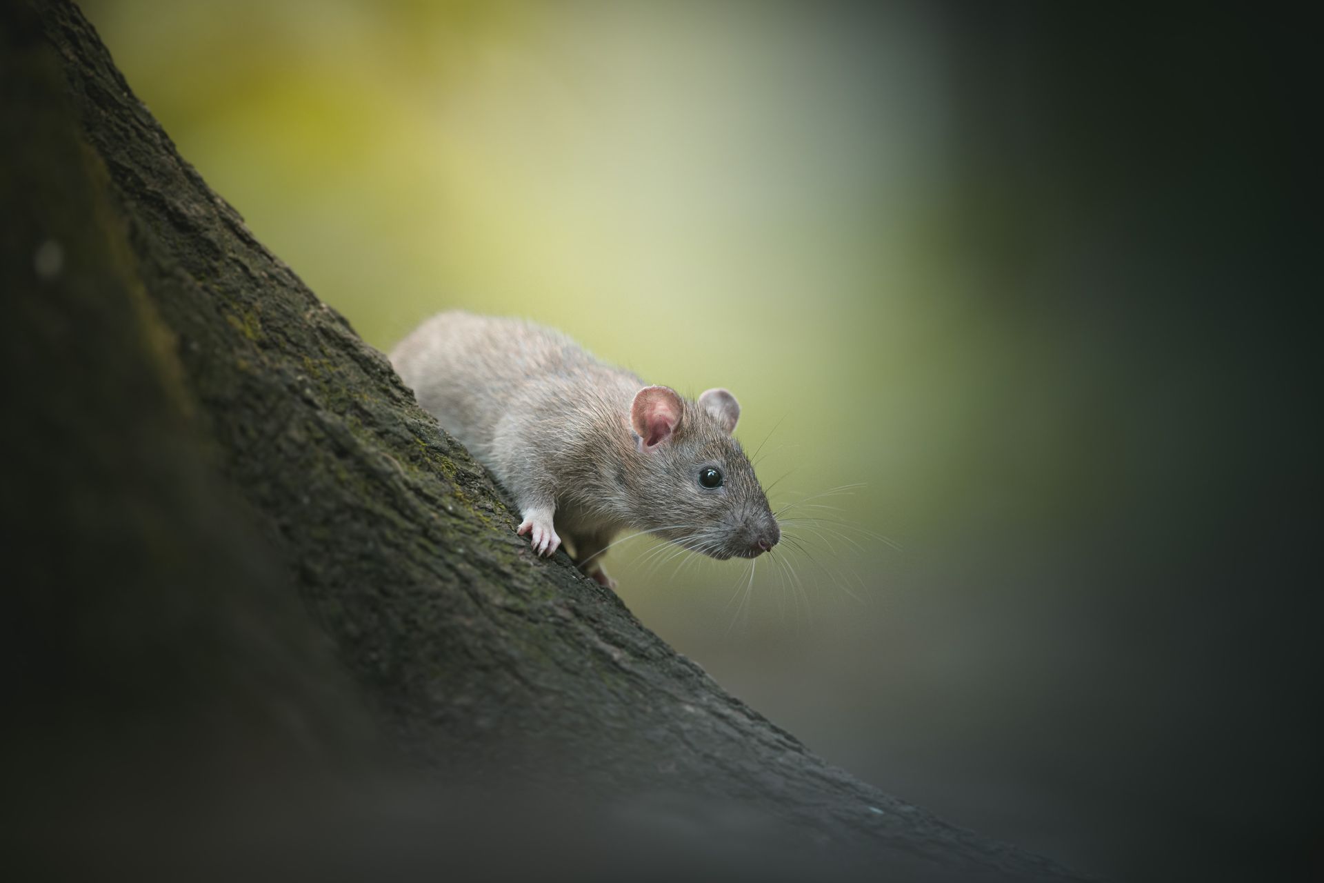 ZUNGO Pest Control B.V. heeft per per 1 april 2023 de activiteiten van ...
